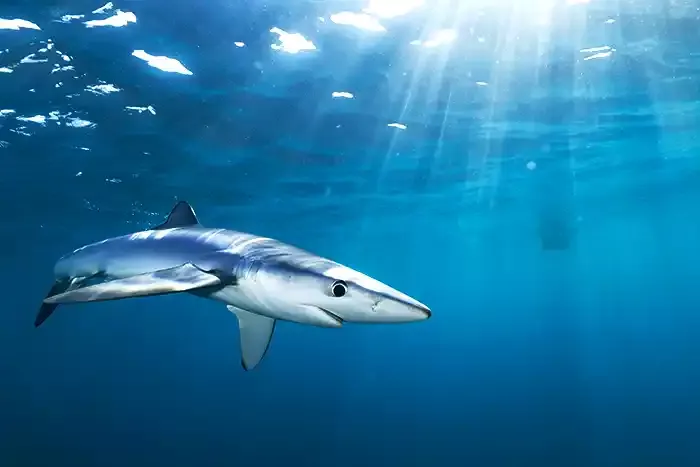 Gina Goodman | Falmouth University