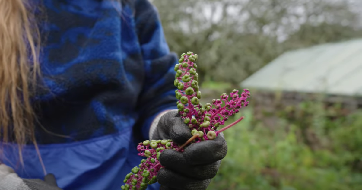Inside our natural dye garden and labs | Falmouth University
