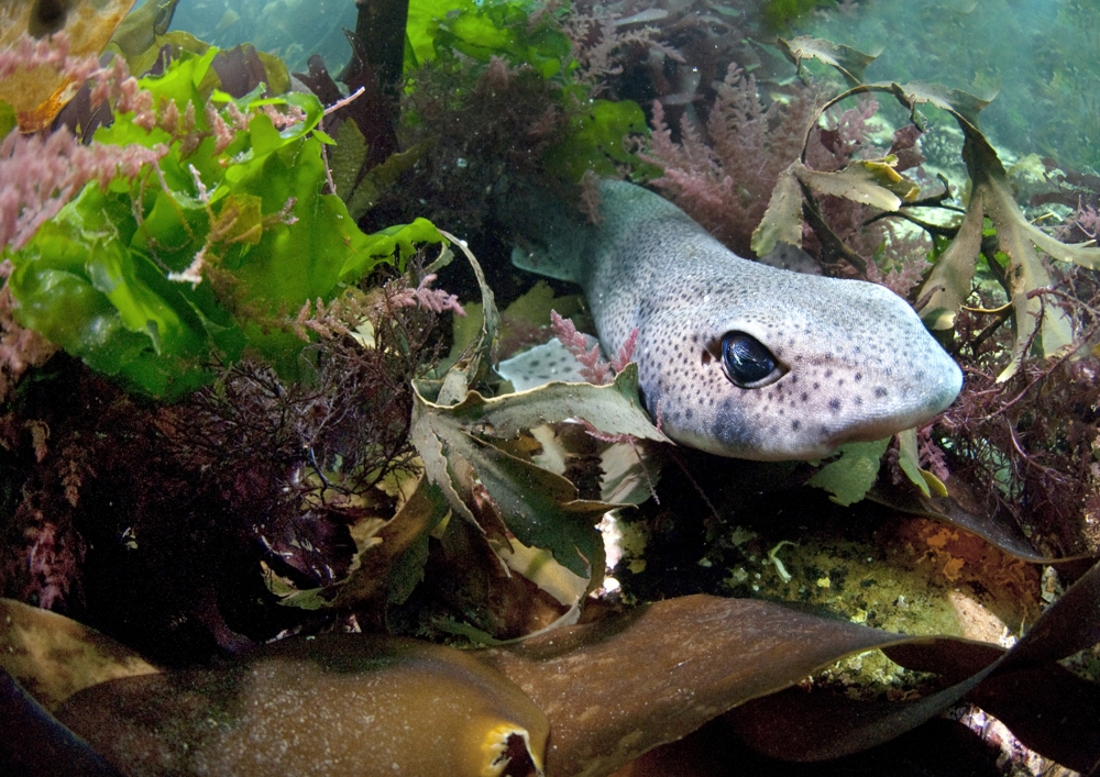 Marine & Natural History Photography BA(Hons) | Falmouth University