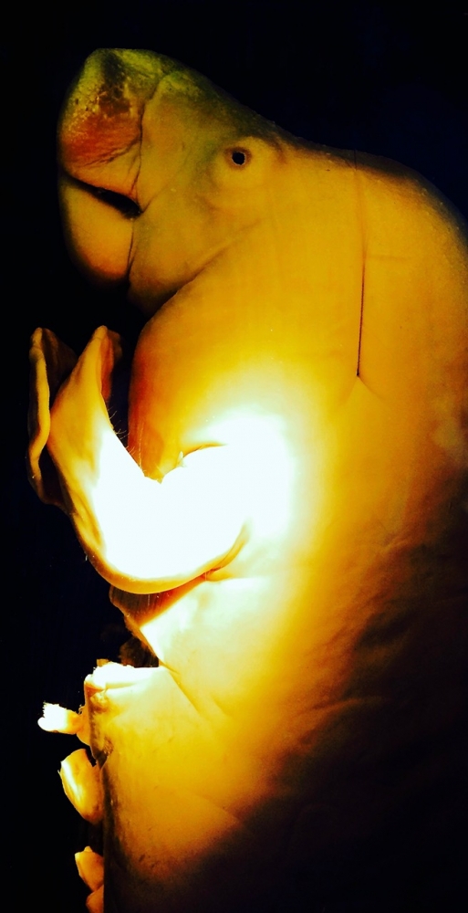 Professor Alan Male | Falmouth University